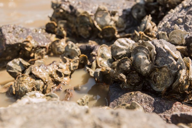 The Last Oyster — Tracking the History of S.F. Bay's Native Bivalve ...