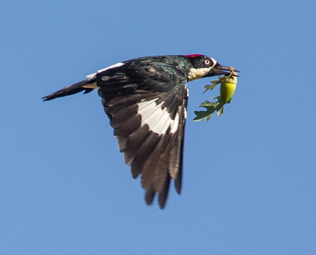 Acorn Woodpecker Range