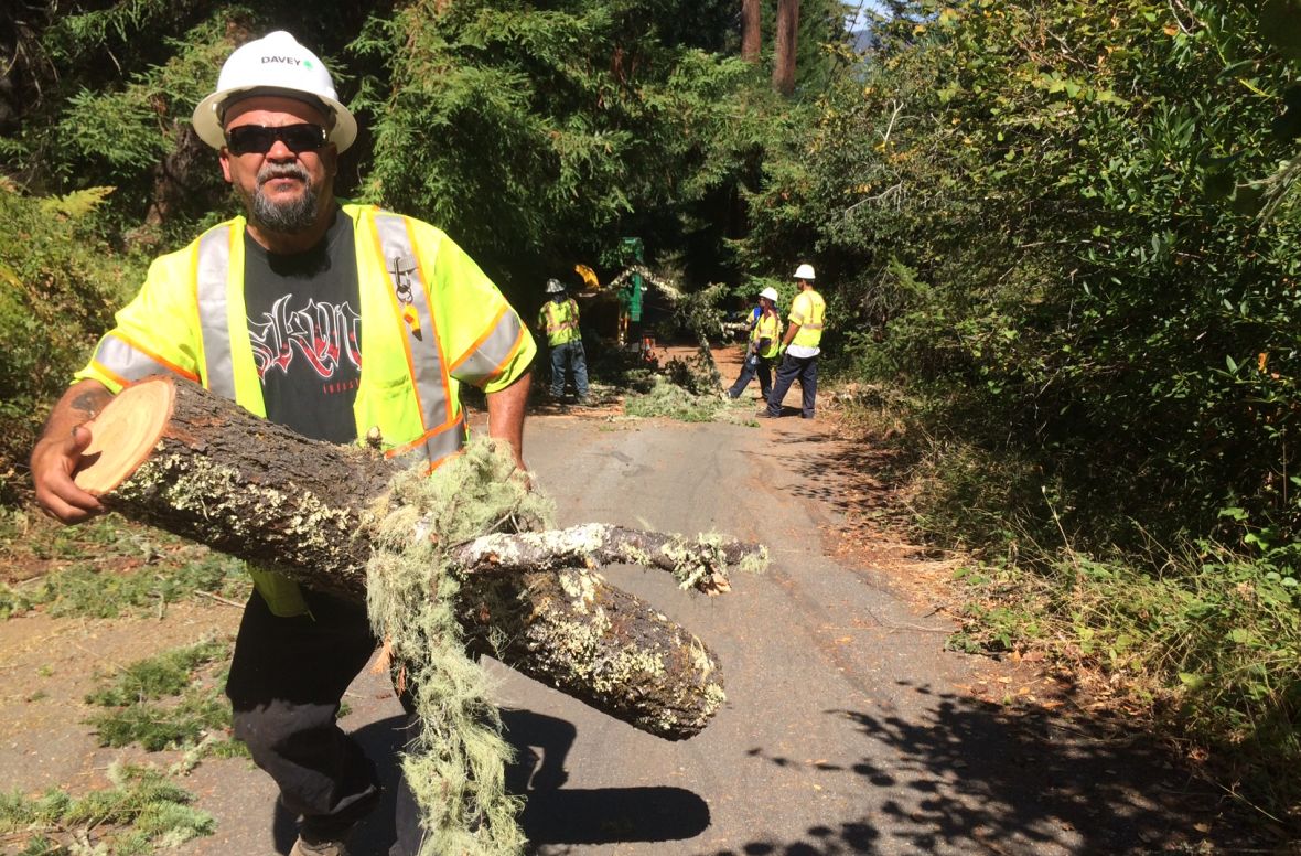 Drought-Weakened Trees Could Pose Danger This Winter - San Francisco ...