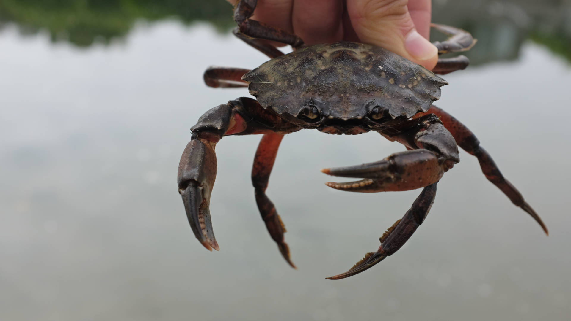 California Ecologists Push Back Against Invasive Green Crabs - San ...